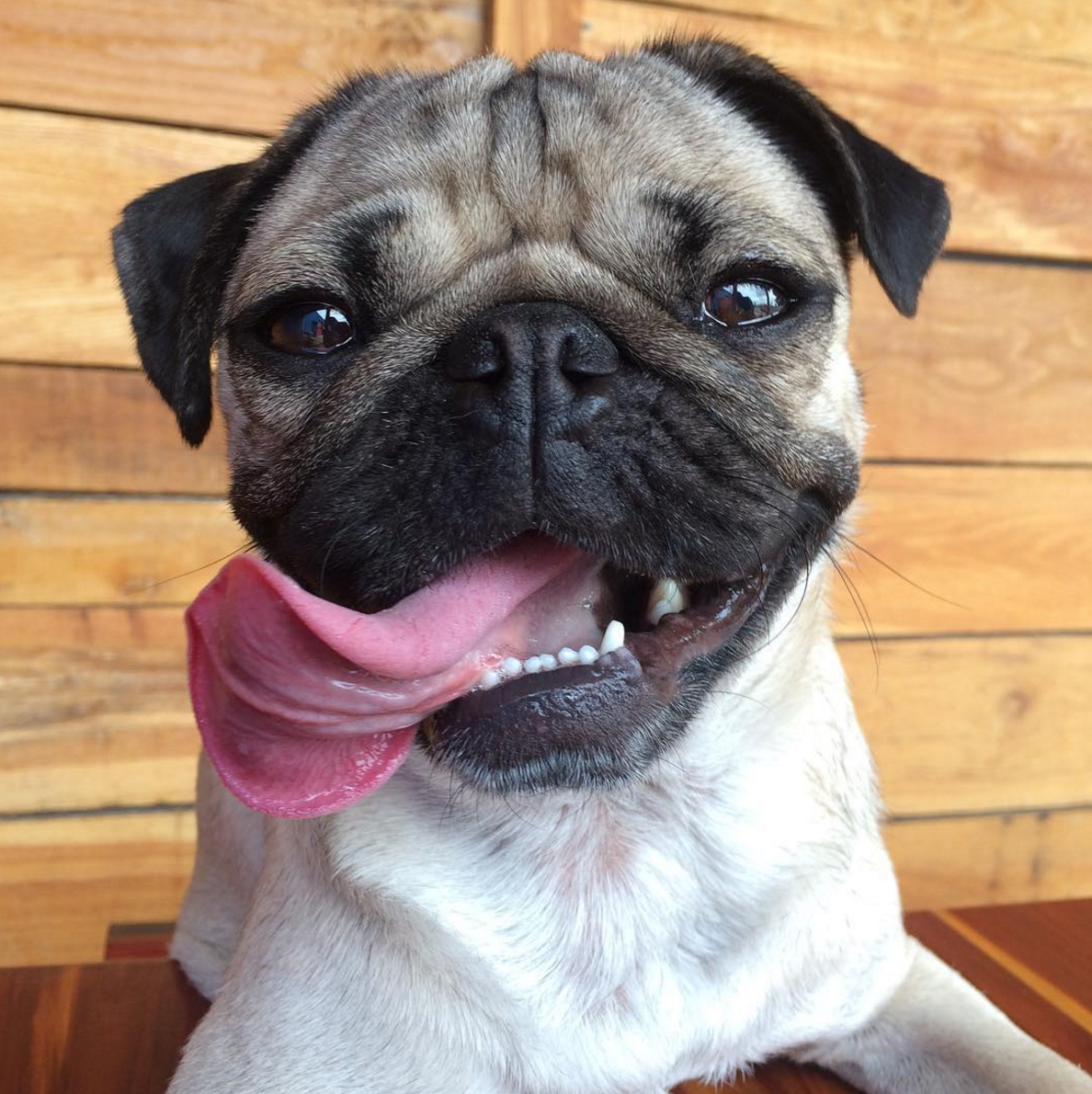 Doug the Pug - Animal - The Shorty Awards